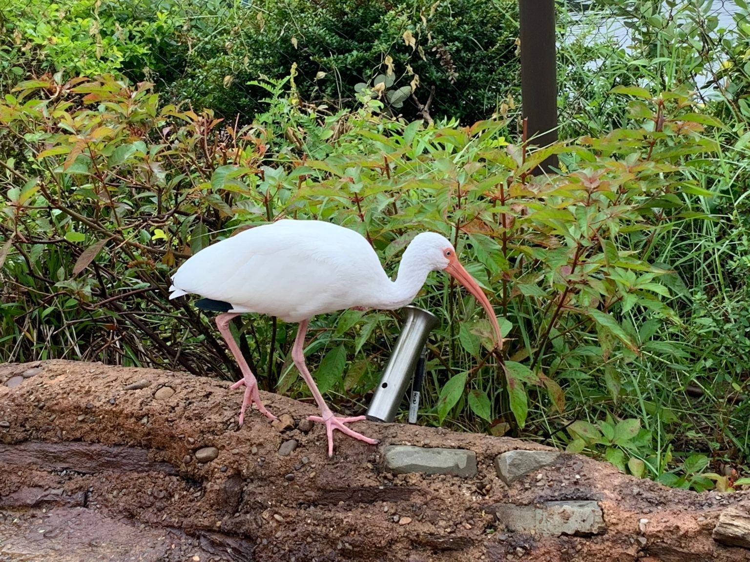 Ten Second Tip: A Reminder About Wild Animals - Disney Over 50
