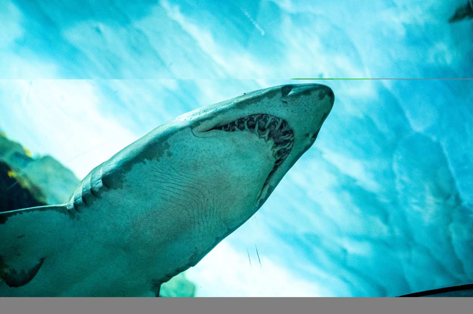 SeaWorld’s Ultimate Shark Experience Returns! - Disney Over 50