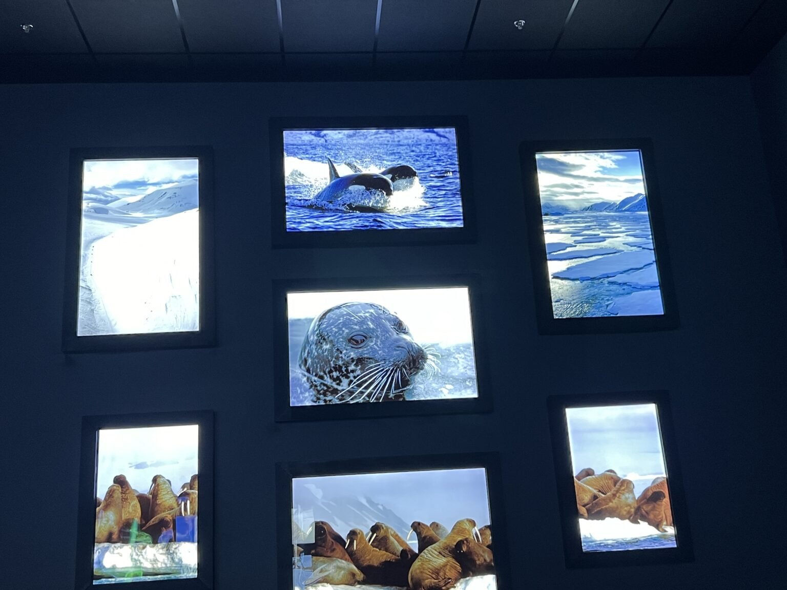 My Spoiler-Free Expedition Odyssey Review - Disney Over 50